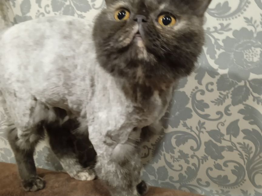 Экзотическая