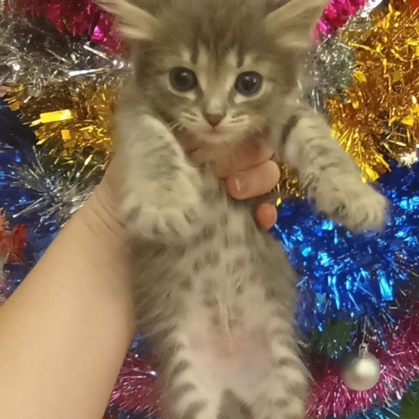 Красивый котенок/кошечка в добрые руки