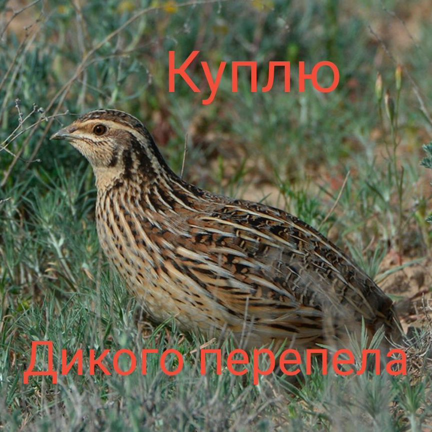 Дикий перепел