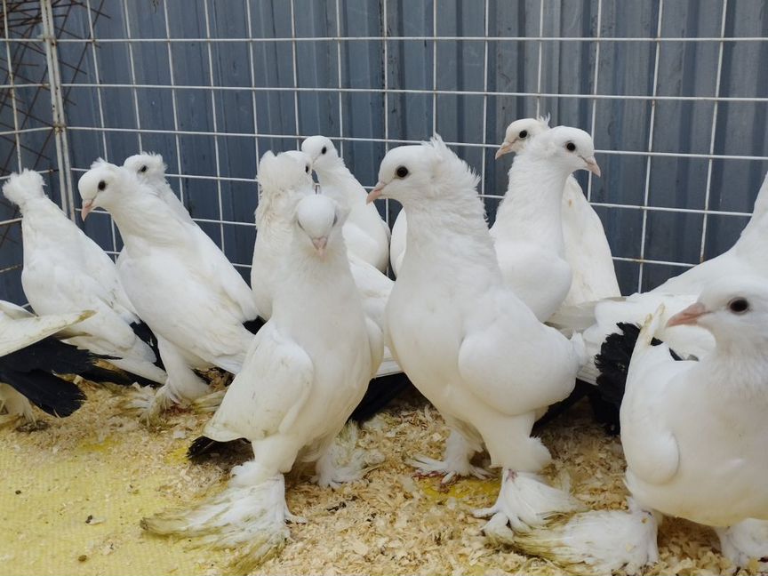 Сороки Чернохвостые, Турецкая Такла