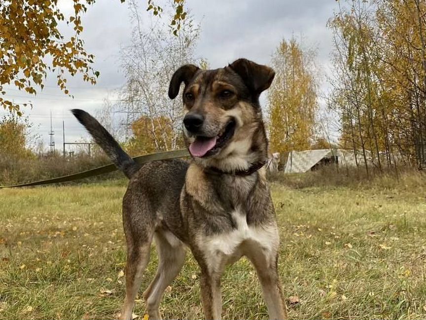 Чаплин ищет хозяина