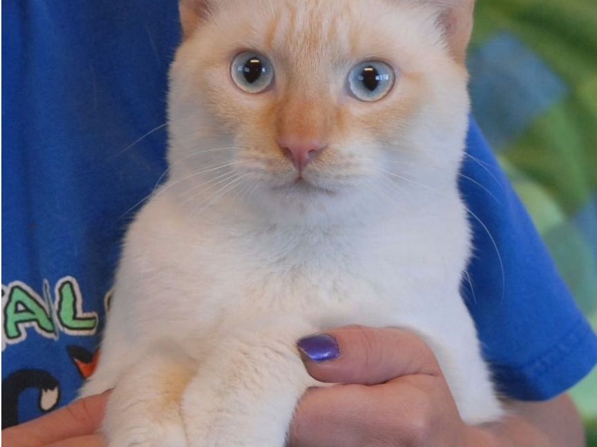 Котёнок
