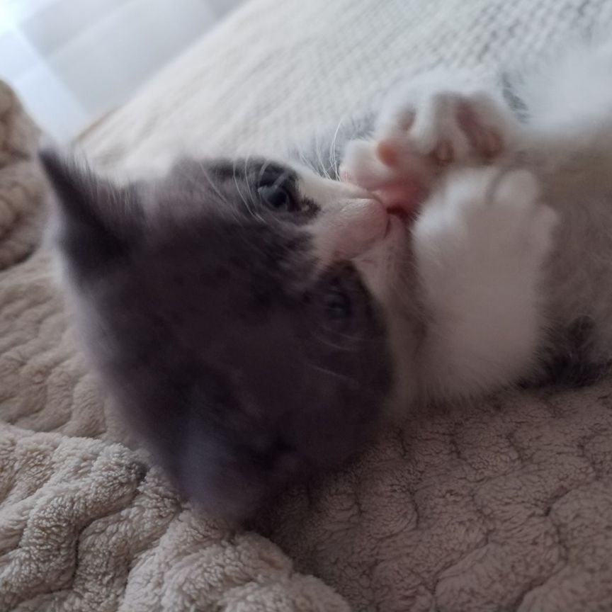 Котёнок в добрые руки