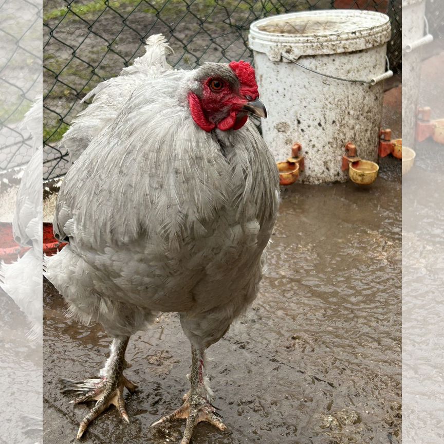 Молодой петух