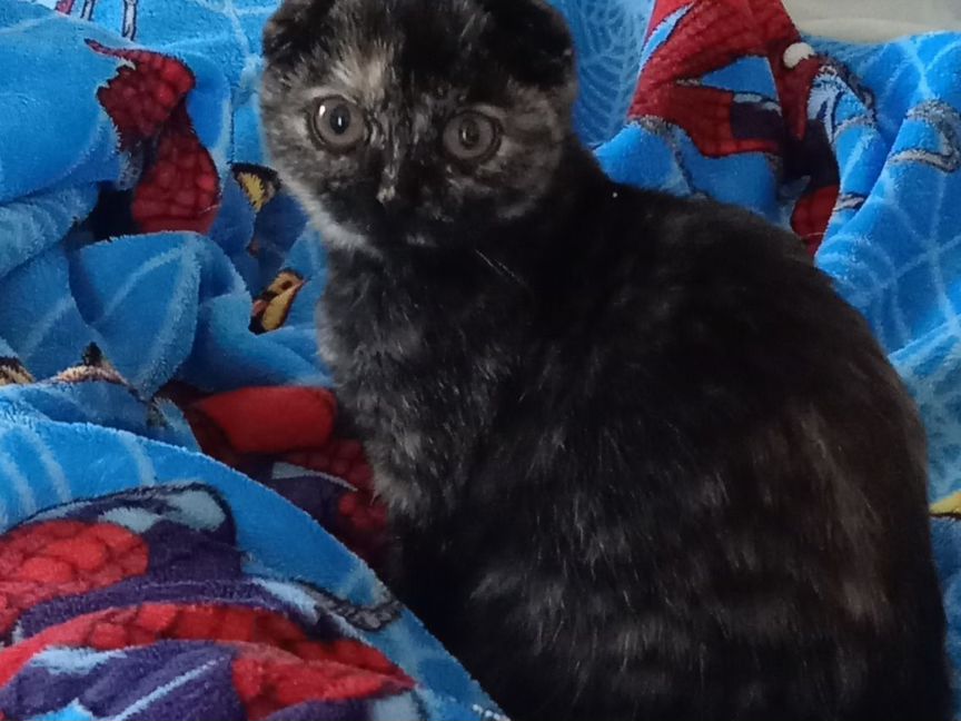 Шотландская вислоухая