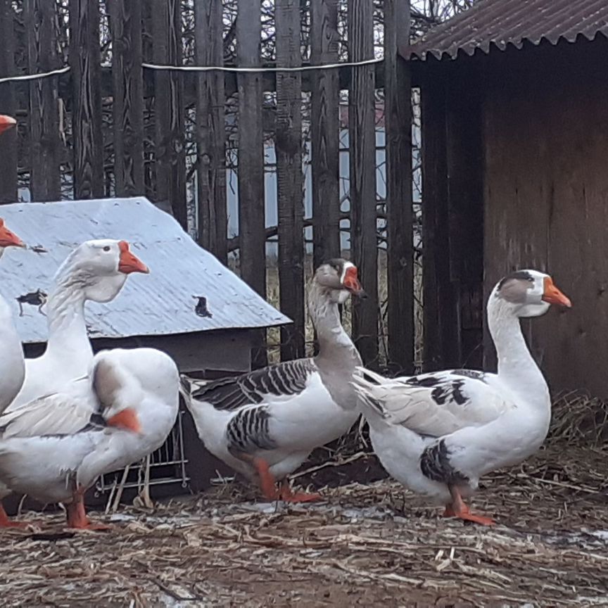 Холмогорские гуси