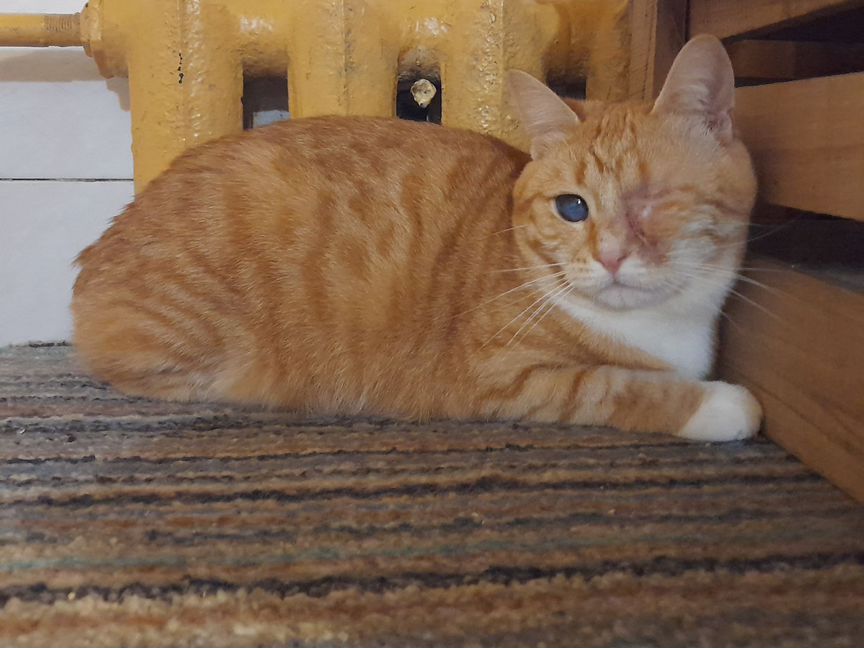 Заберите Рыжуленьку из приюта