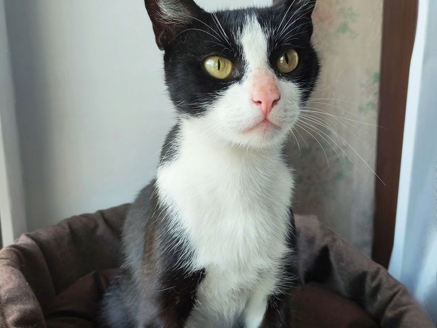 Выкинули после смерти хозяина