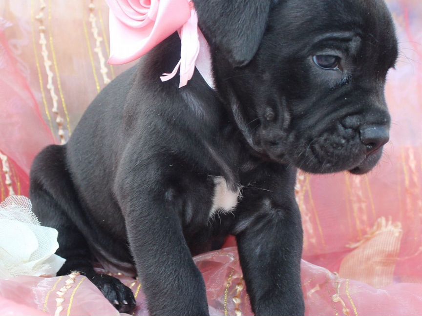 Щенки кане Корсо