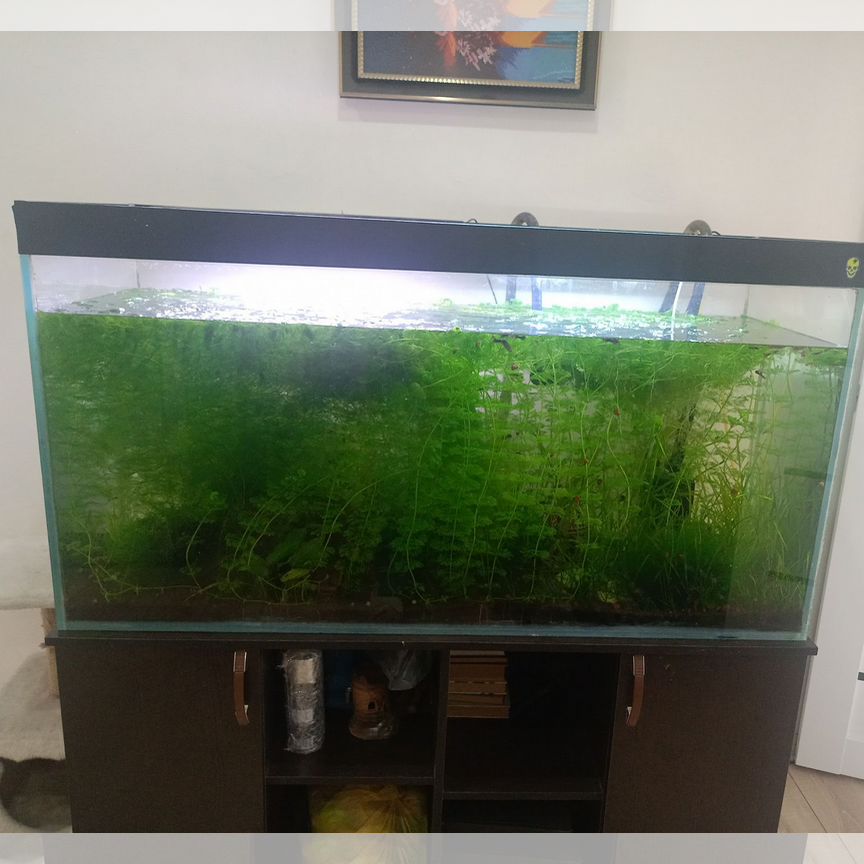 Водоросли для аквариума