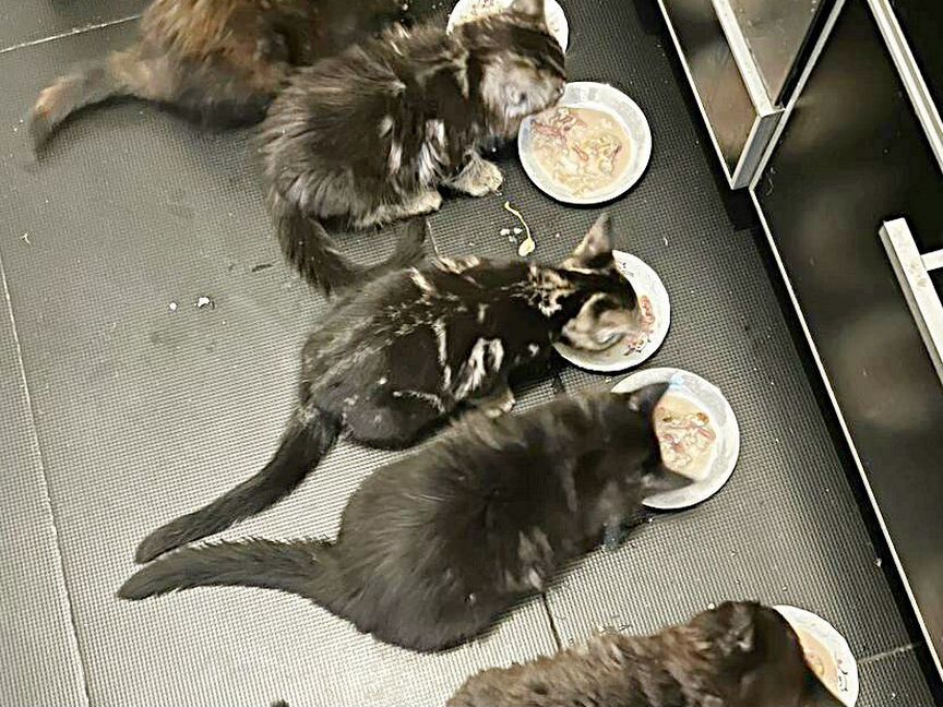 Домашние животные котята