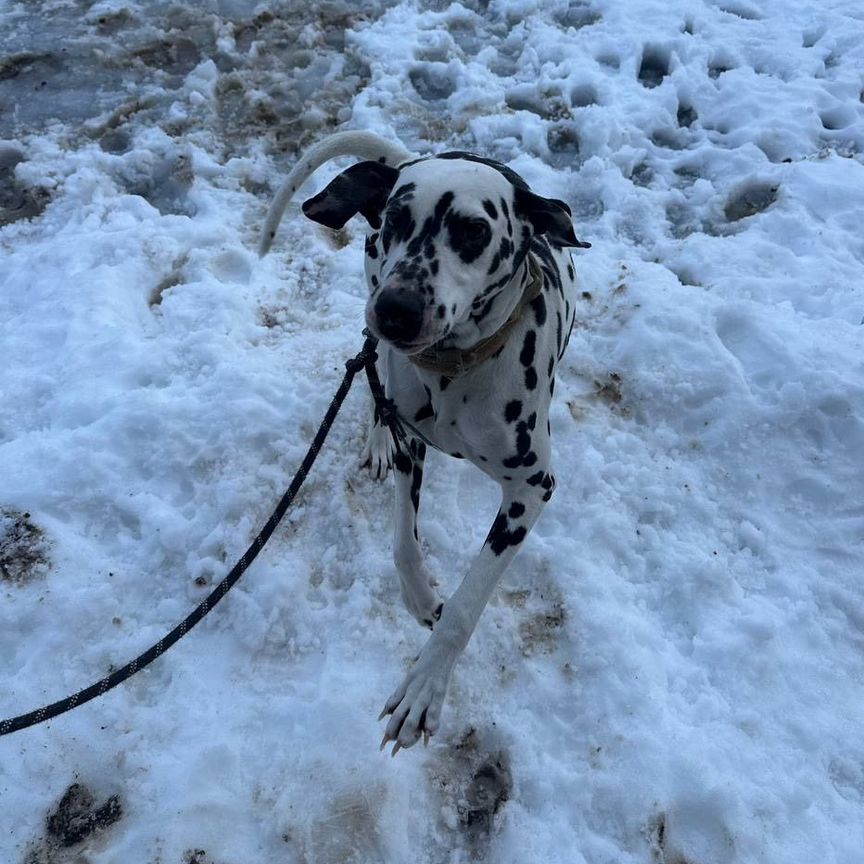 Далматин, взрослая собака