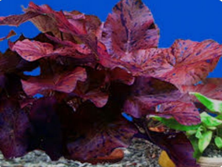 Нимфея тигровая красная