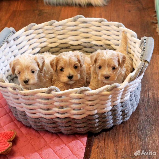 Милейший карамельный конфетки-мальтипу-ф1