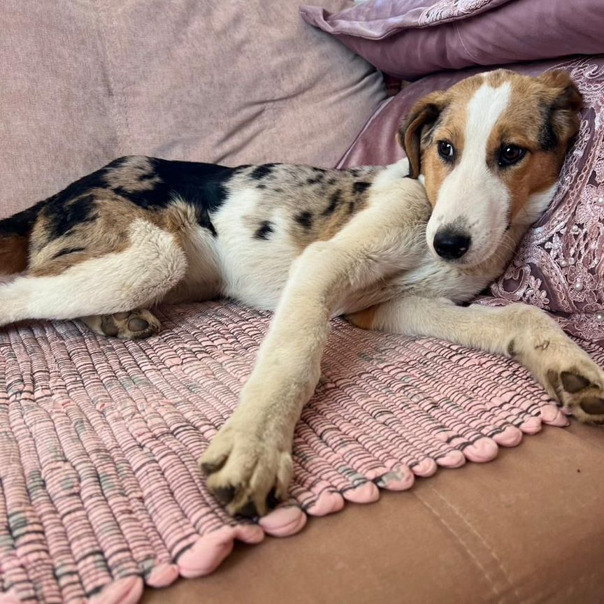 Ищем добрые руки для щенка