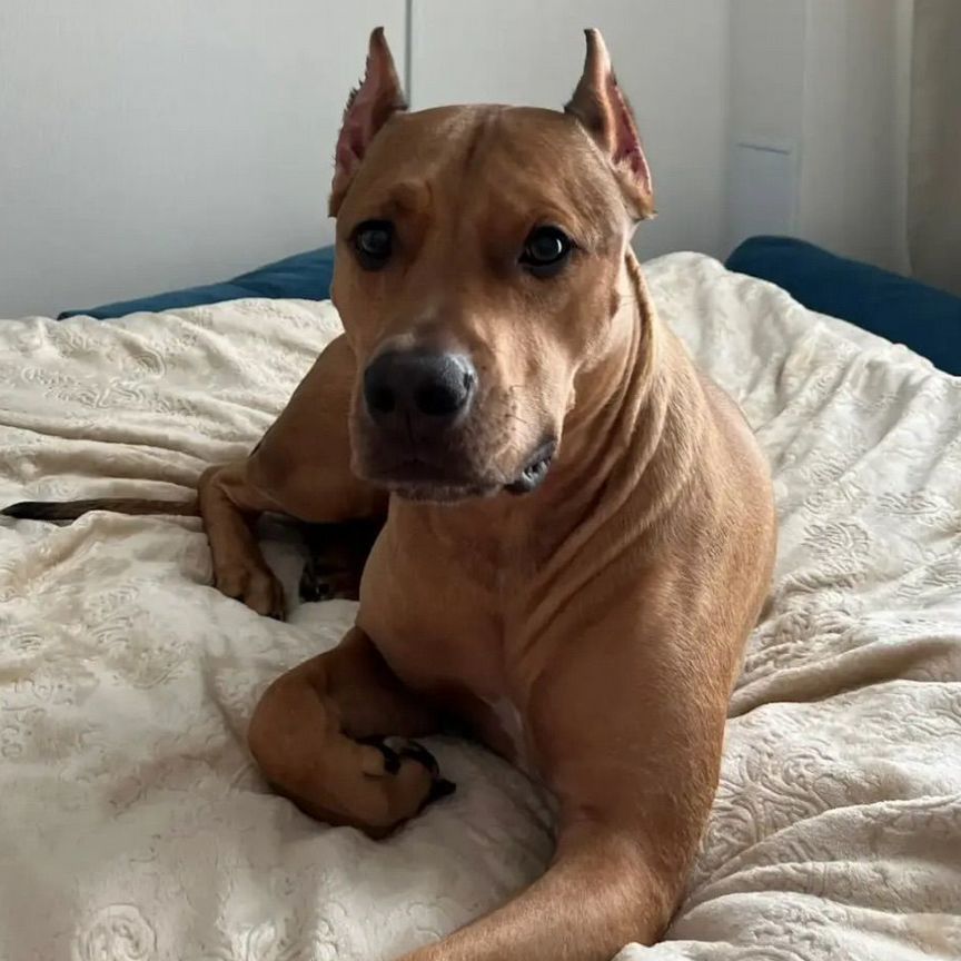 Американский питбультерьер, взрослый пёс