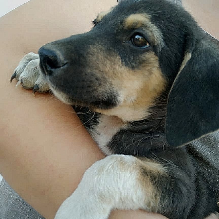 Щеночки в добрые руки