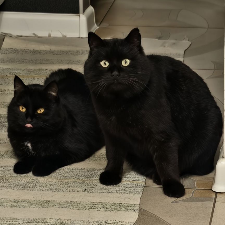 Взрослый кот в добрые руки