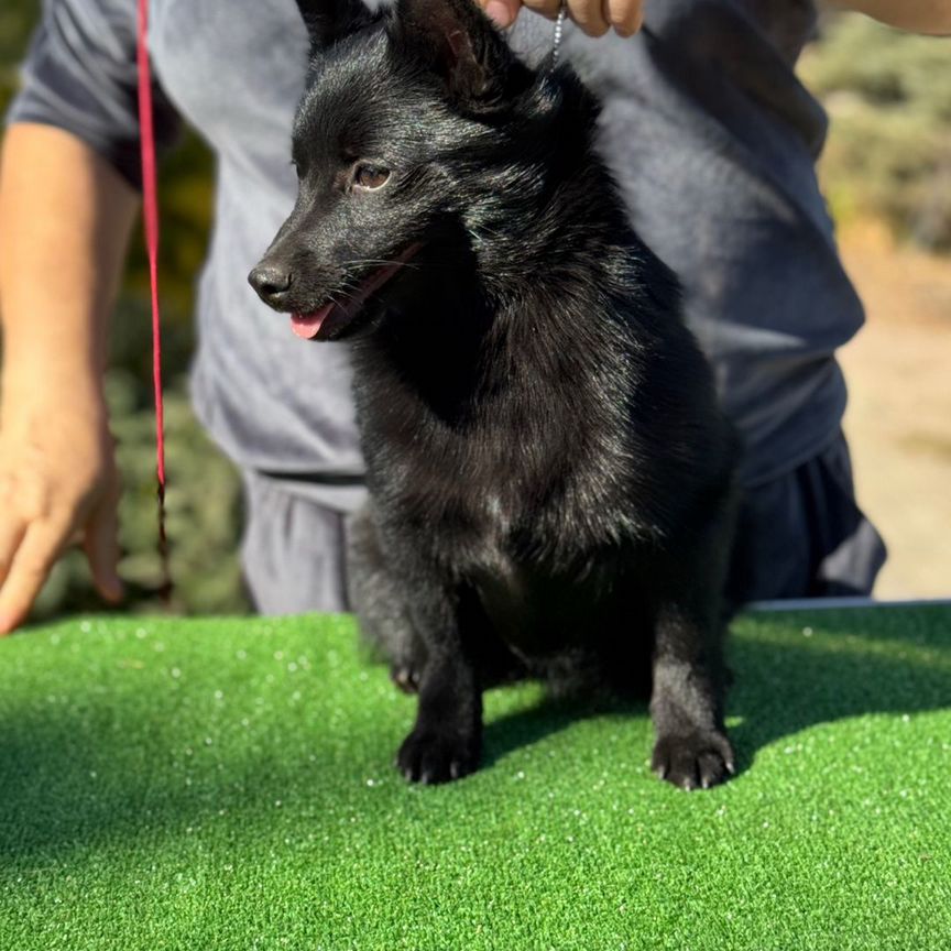 Девочка щенок схипперке