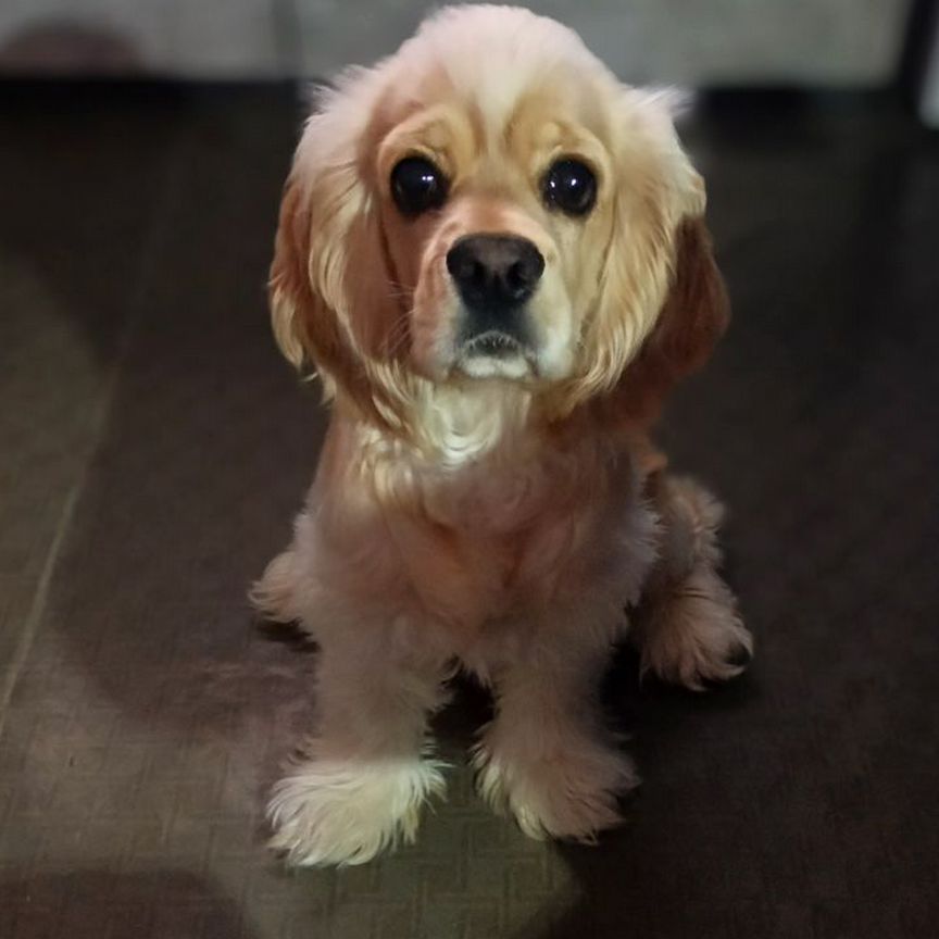 Американский кокер-спаниель, щенок