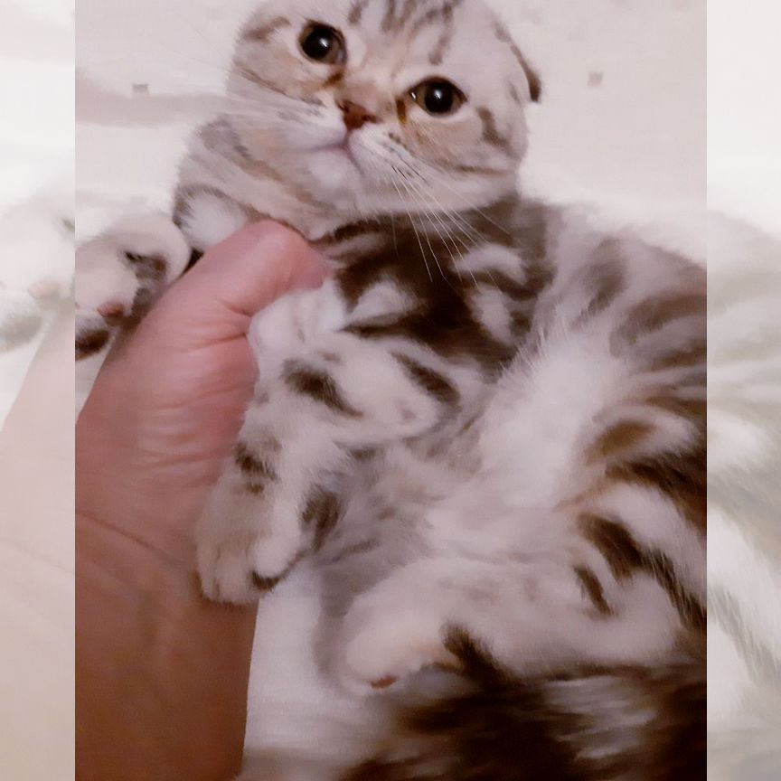 Шотландский вислоухий короткошёрстный котёнок