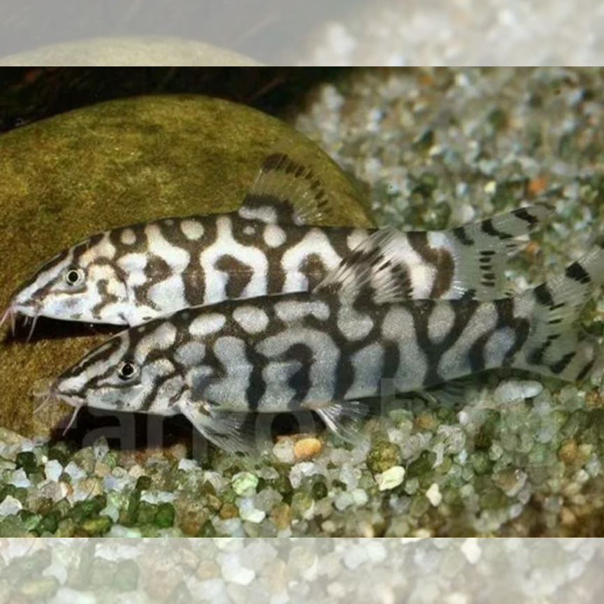 Боция мраморная- лучше чем улитка Хелена