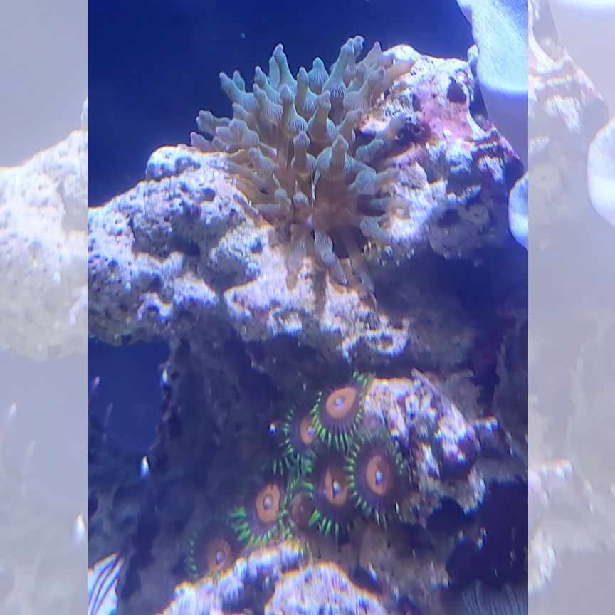 В морской аквариум