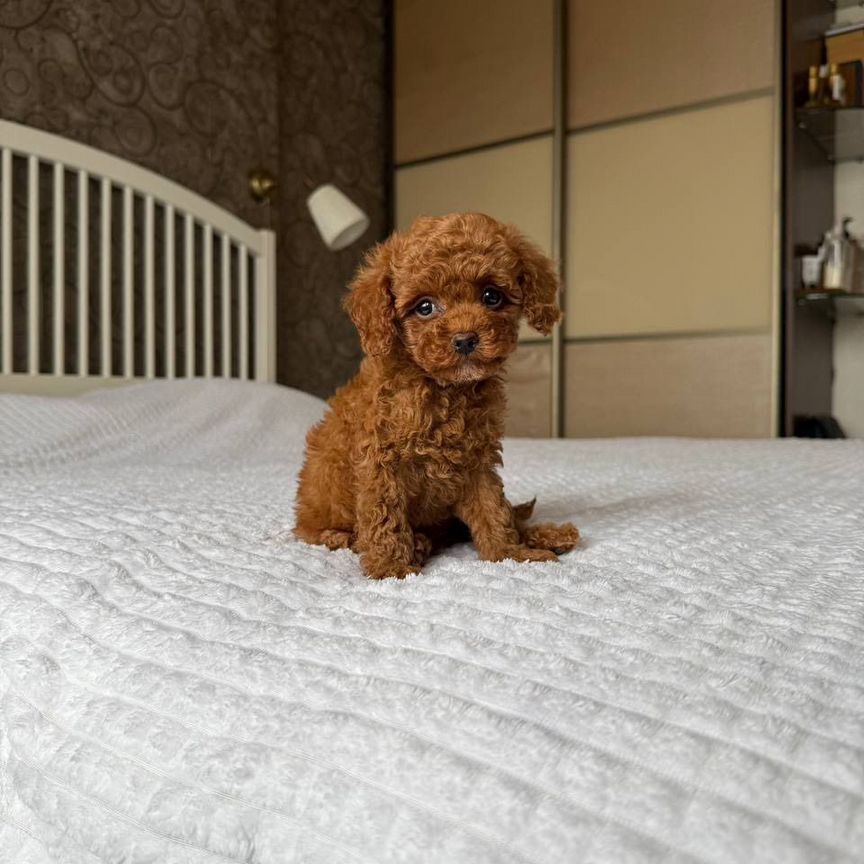 Той-пудель, щенок