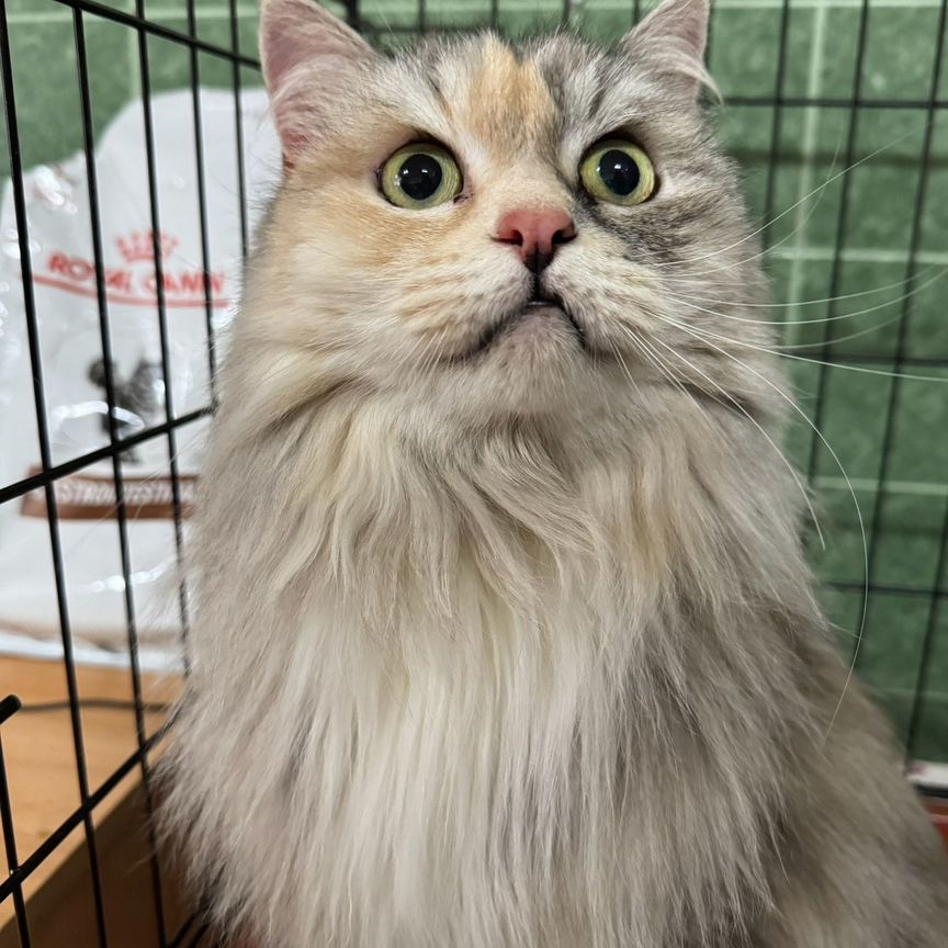 Красавица кошечка Весна