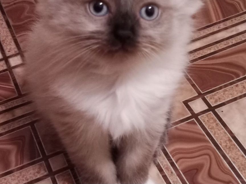 Котенок рэгдолл