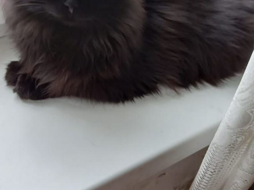 Кошка черная пушистая