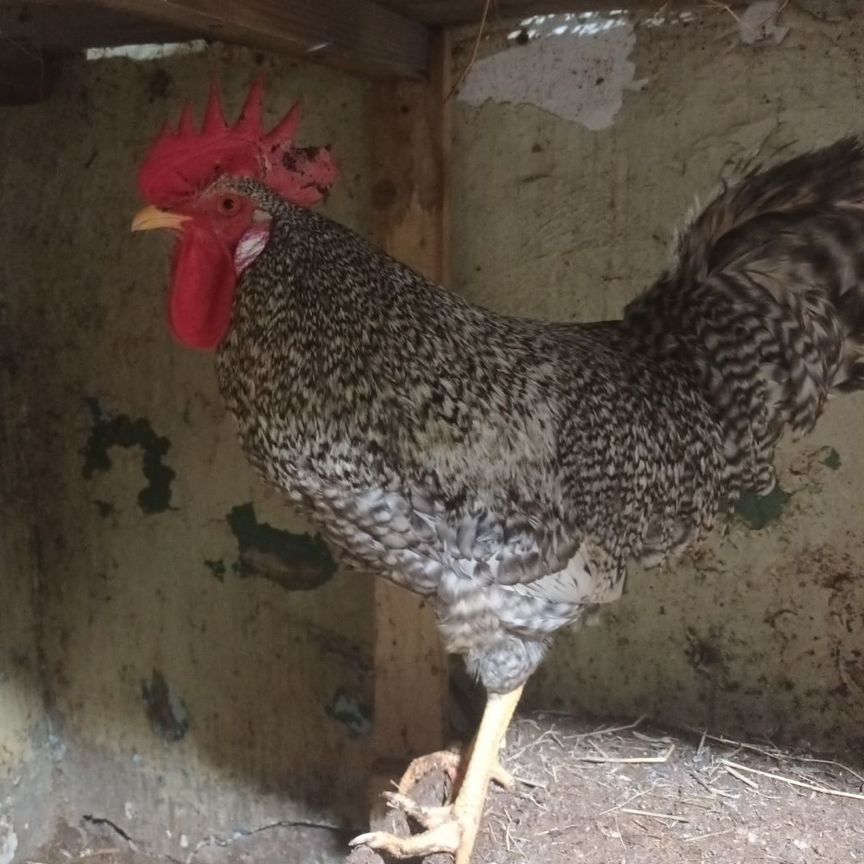 Молодые петухи домашние