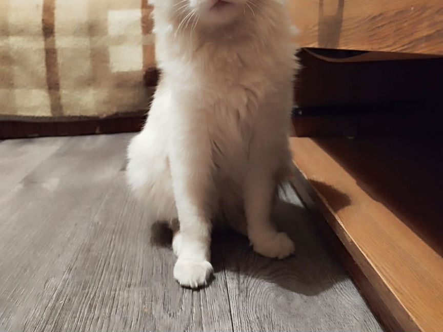 Ляле очень нужна семья