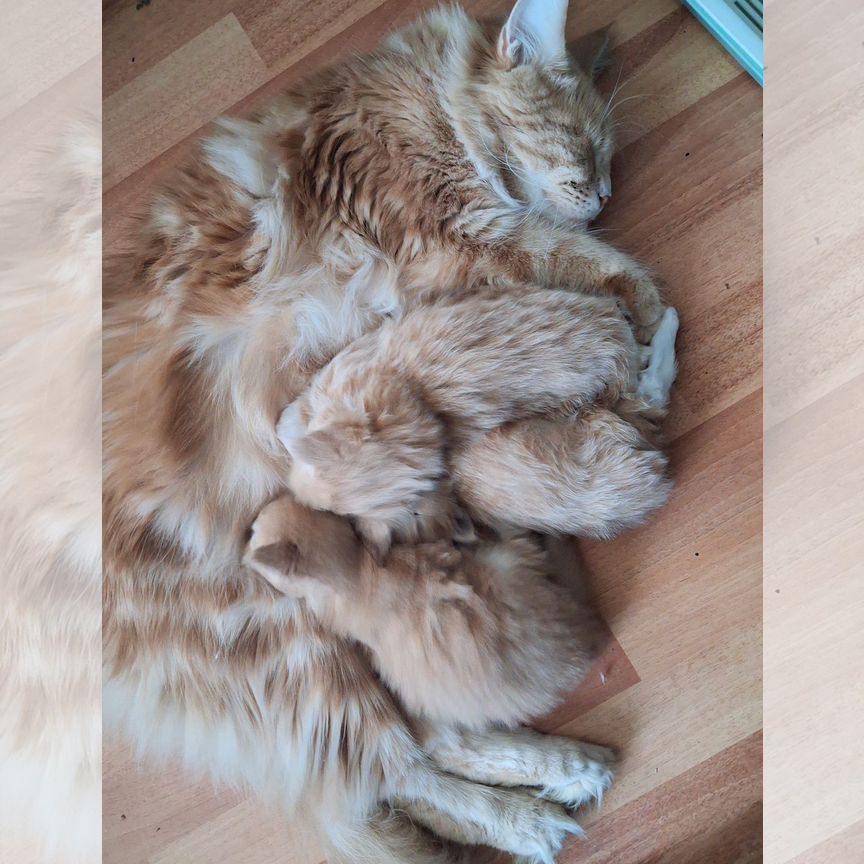 Мейн-кун котёнок