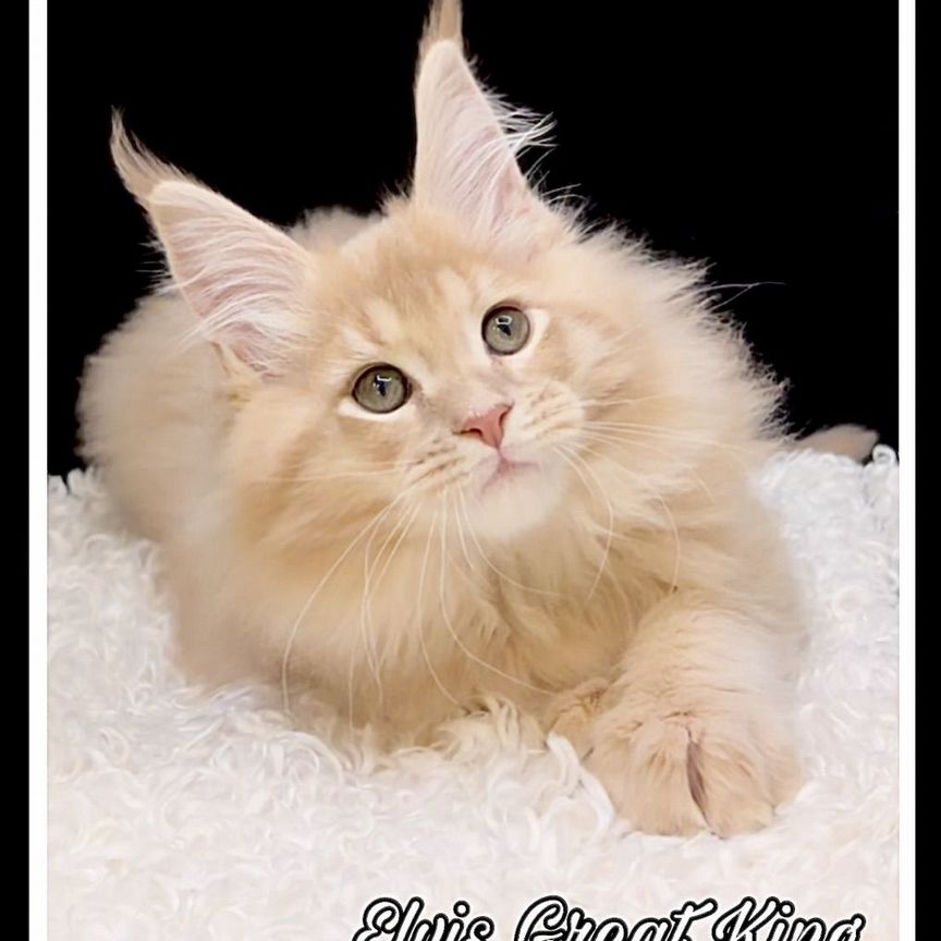 Элвис самый красивый блондин