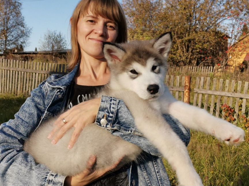 Аляскинский маламут щенки