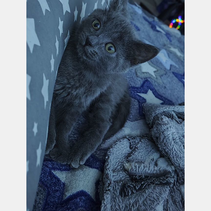 Британские котята продам