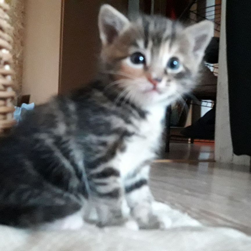 Бенгальская мраморная