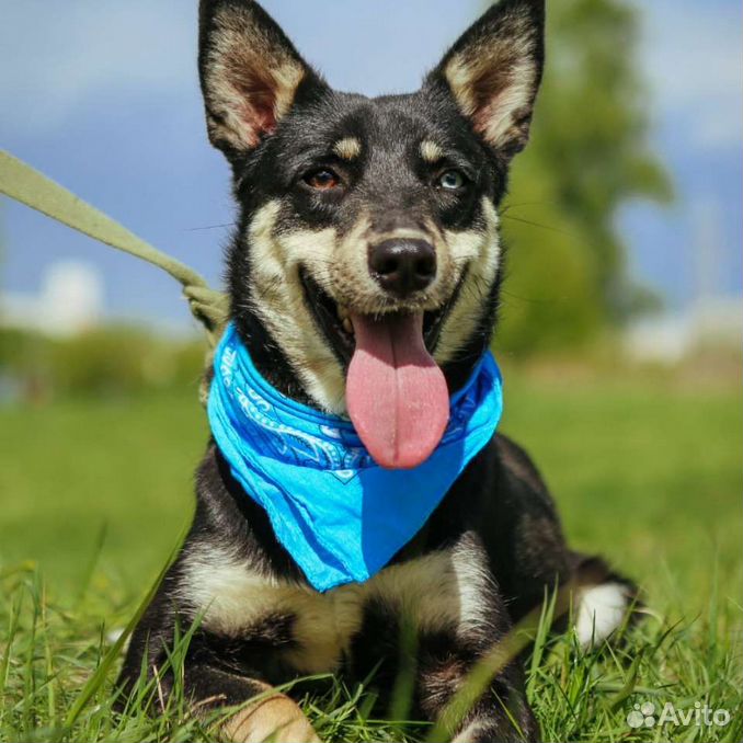 Взрослый хась Эш ищет дом