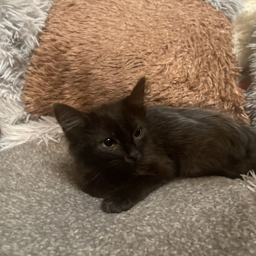 Котенок девочка 2 месяца