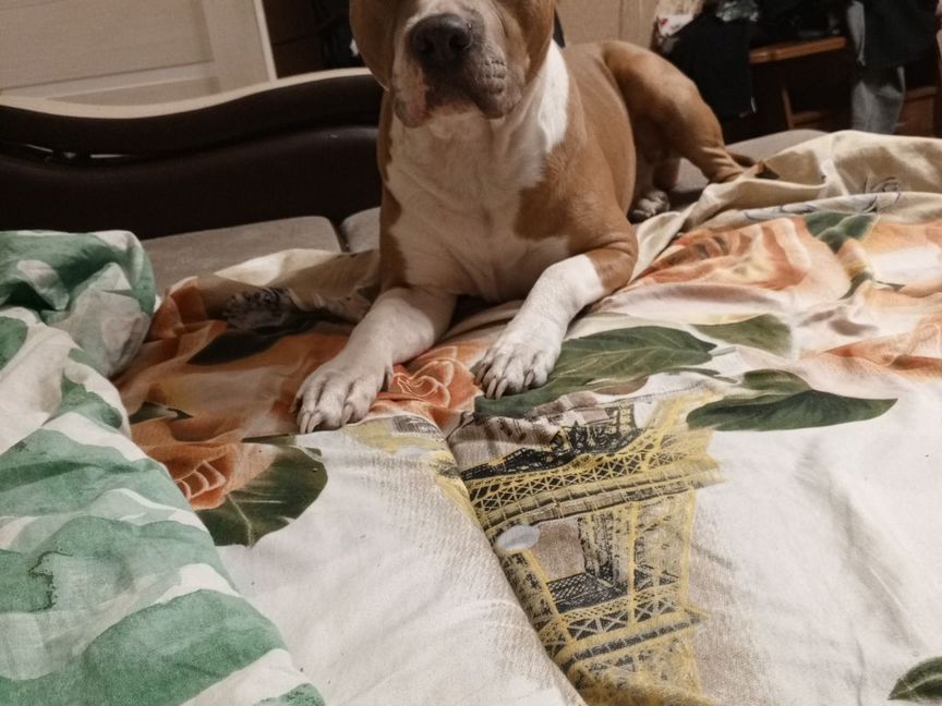 Ищем невесту для красавца :)