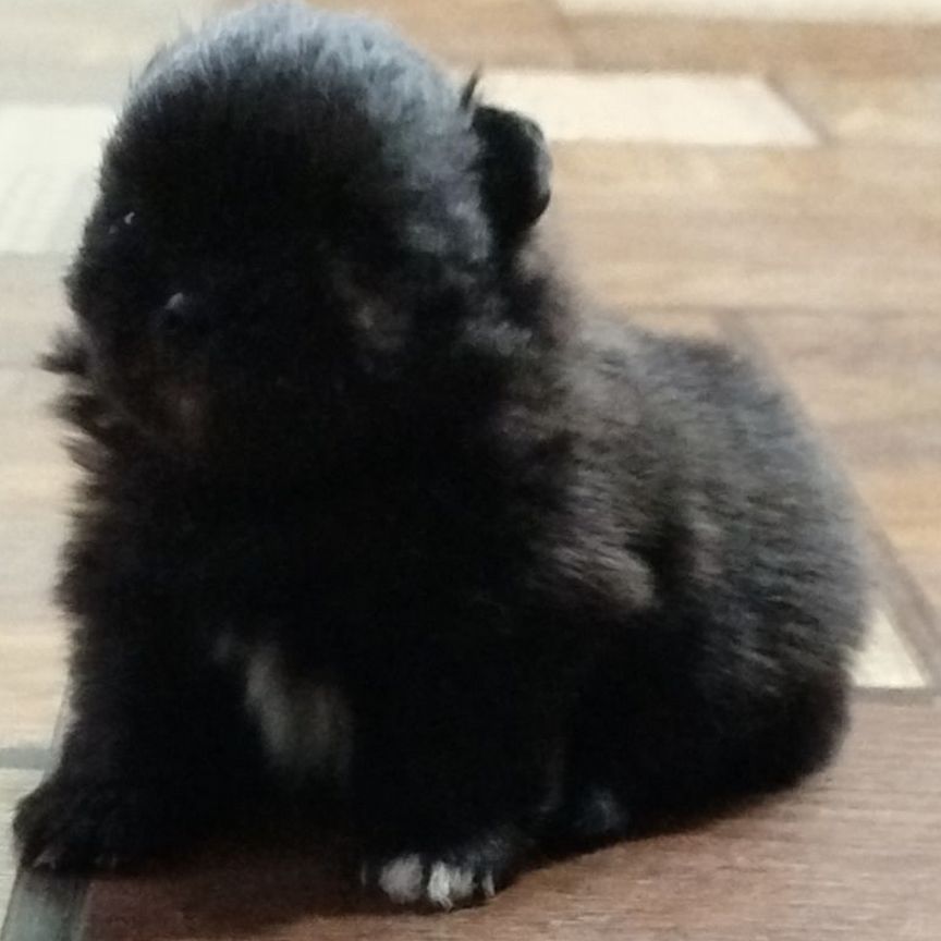 Померанский шпиц, щенок