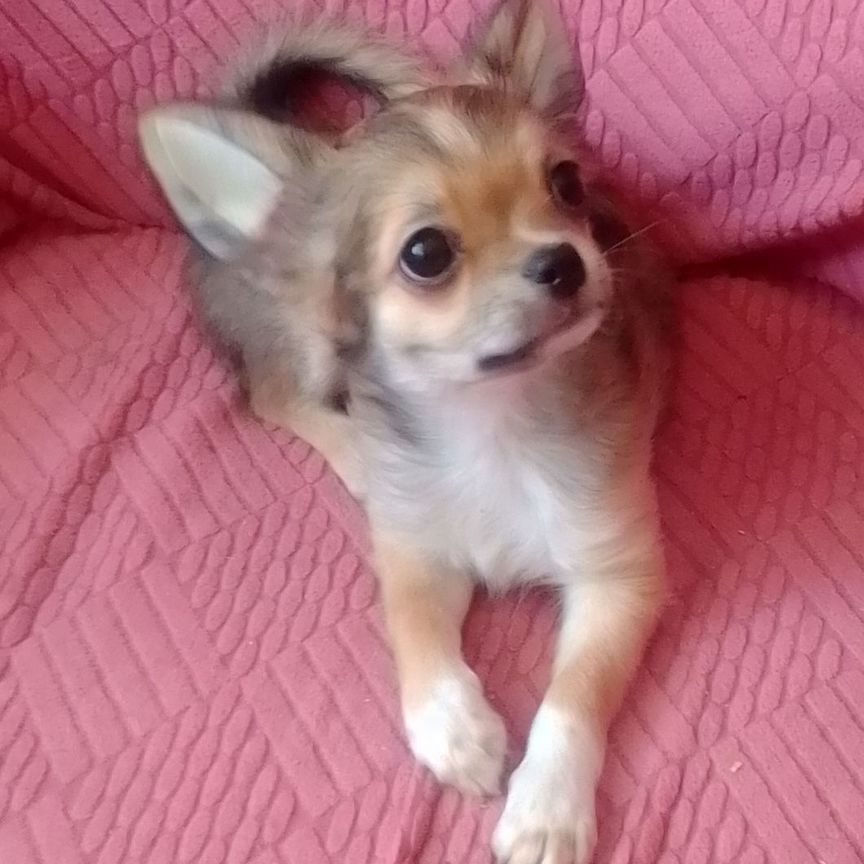 Чихуахуа, щенок
