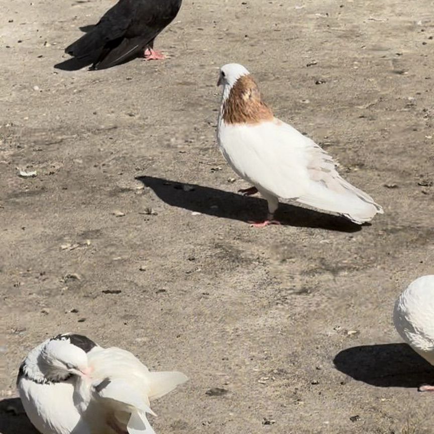 Бакинские бойные голуби