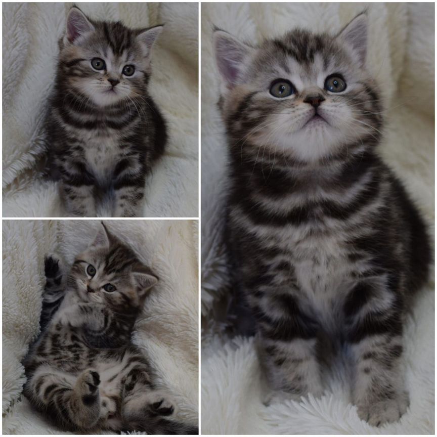 Шотландский котик