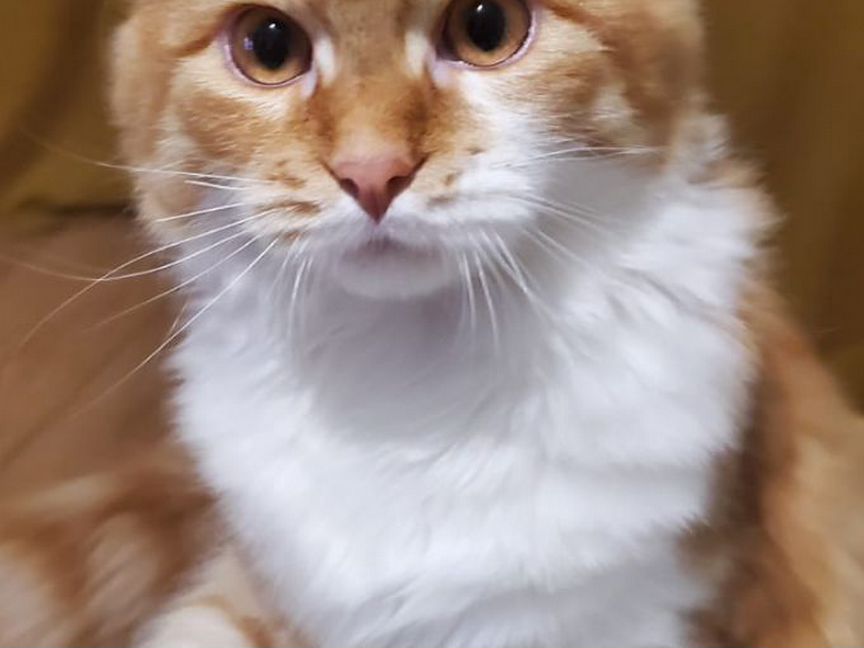 Котик Джерри