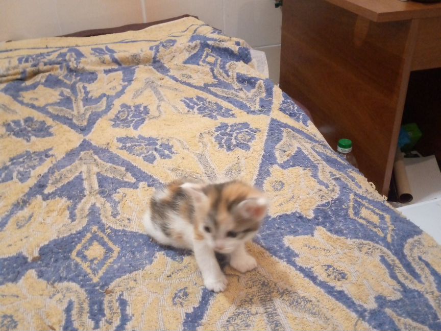 Котята от дам в хорошие руки