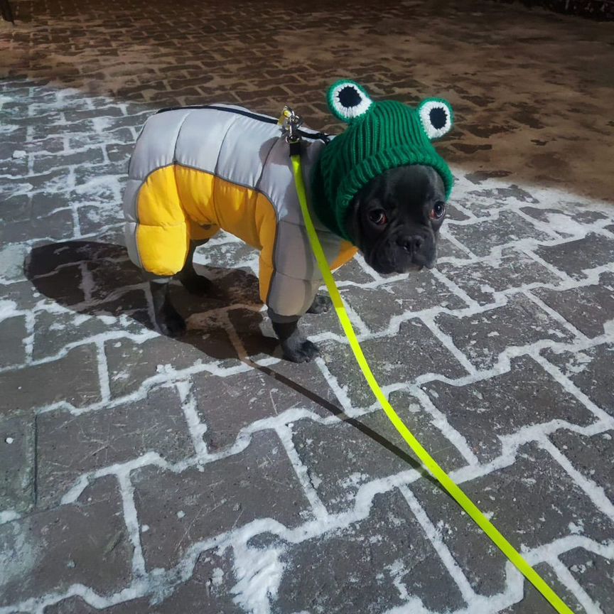 Одежда для собак