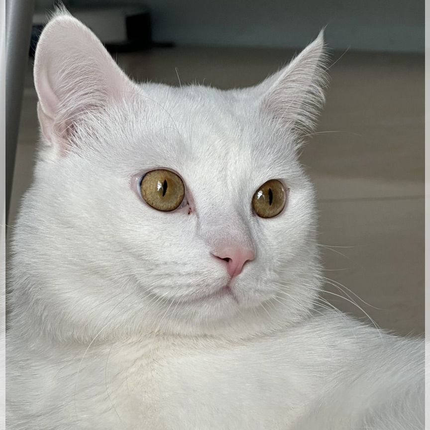 Котик для вязки