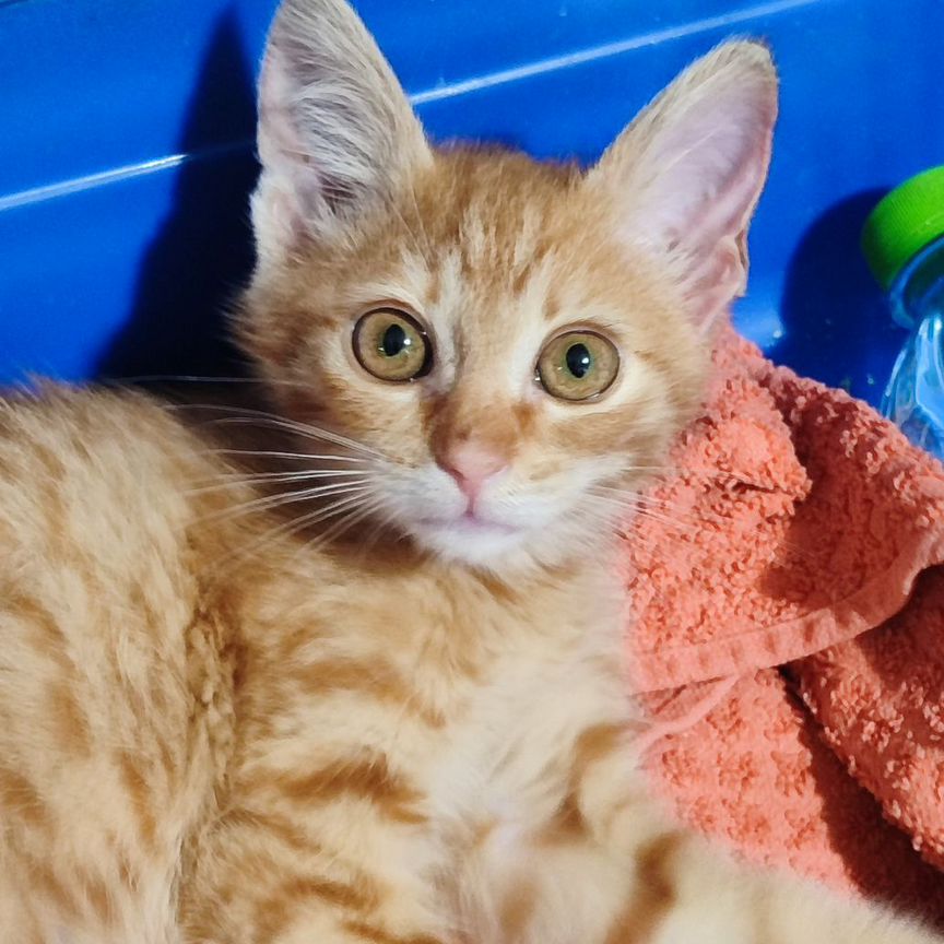 Рыжий котенок мальчик
